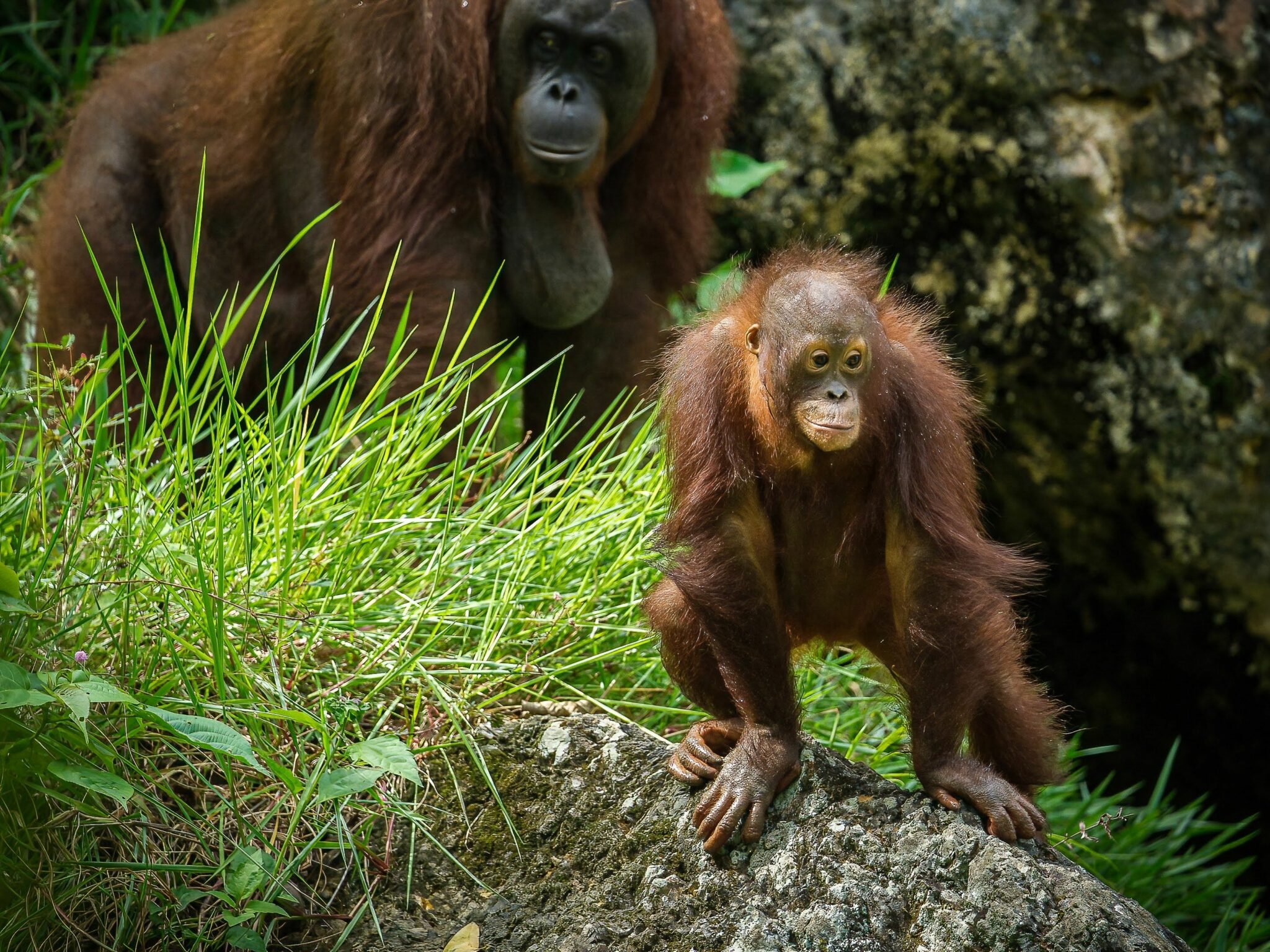 セブ島運転手付レンタカー 【日本人運営】| NIPPI - フィリピンレンタカー